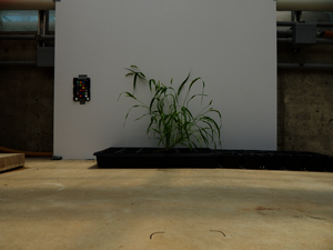 Gamma Correction - PlantCV