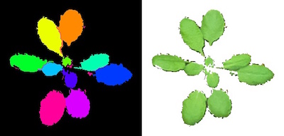 Watershed Segmentation - PlantCV
